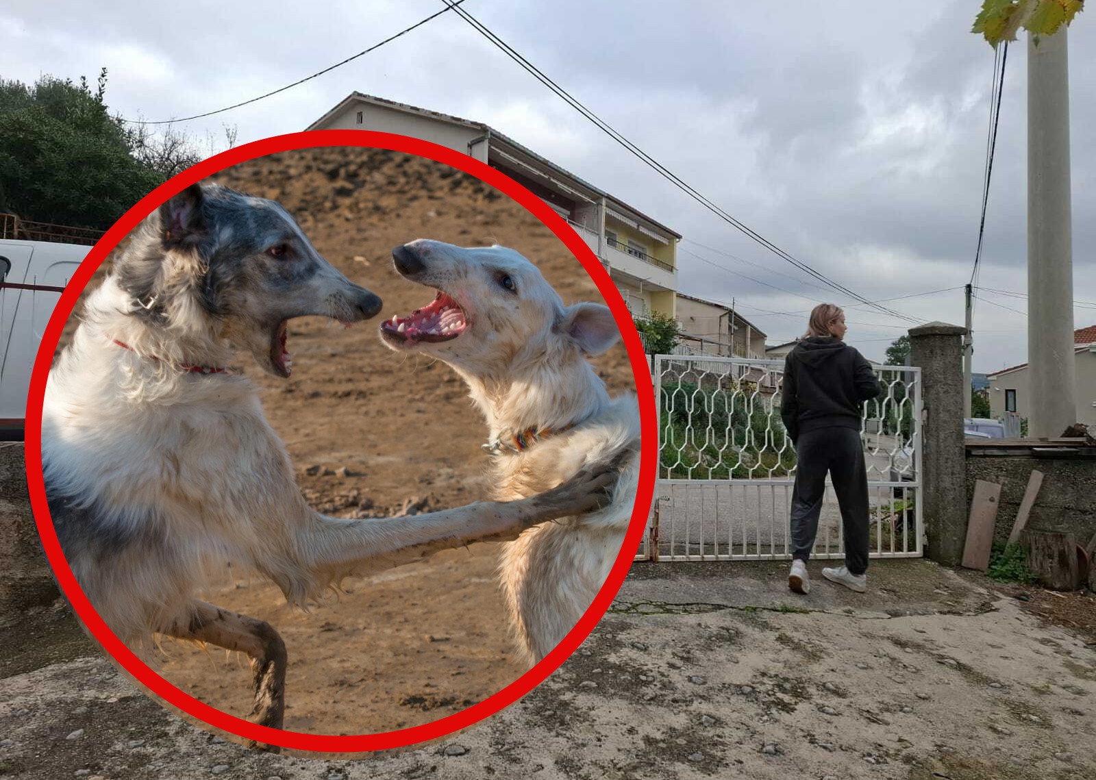 Horor na Trsatu: 'Dva ogromna psa su nam preko ograde skočila u dvorište kuće i rastrgala našu ...