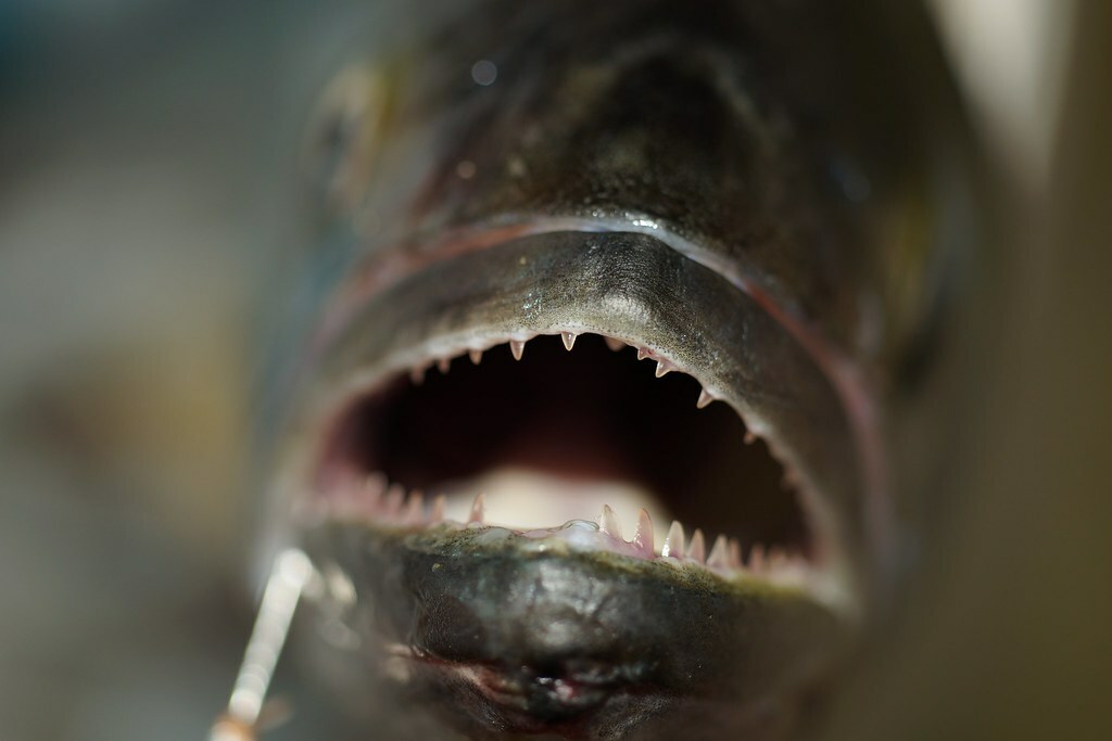 Strijelka je najagresivnija jadranska riba, snažne peraje otkrivaju ...