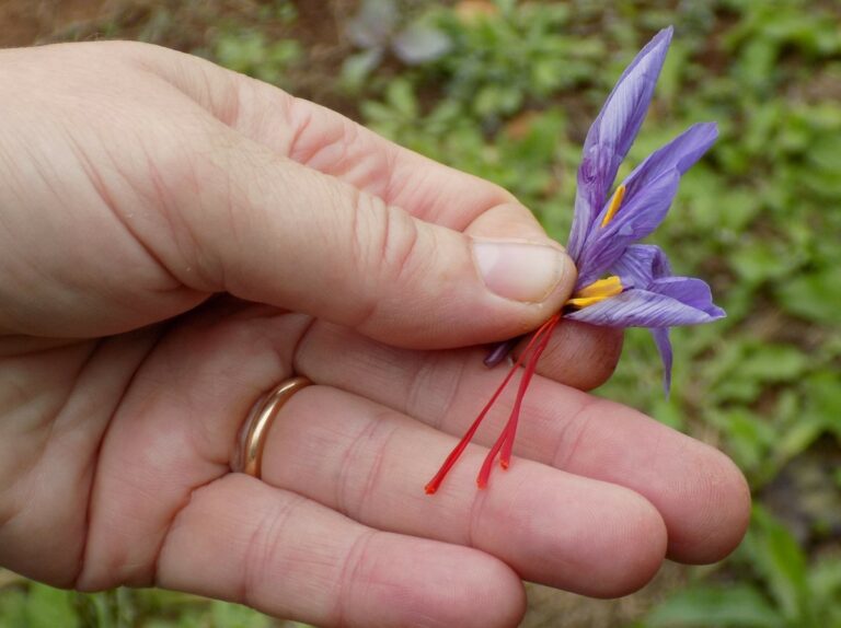 Božuri u vrtu i na balkonu - simbol prosperiteta i sretnog braka - Novi ...