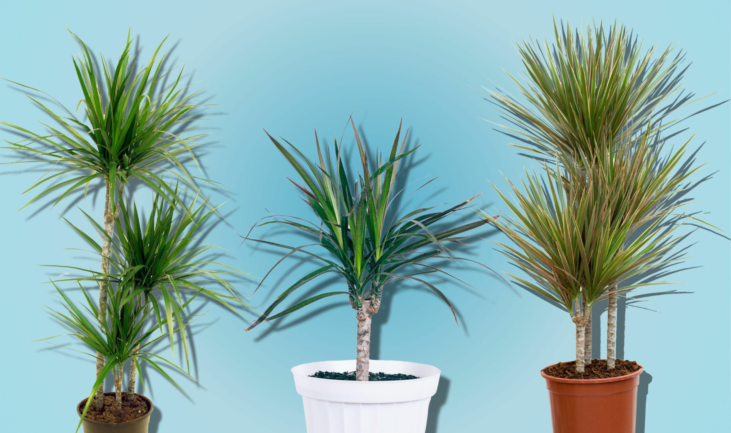 Zmajevac je elegantna i izdržljiva sobna biljka za svaki prostor - Novi ...