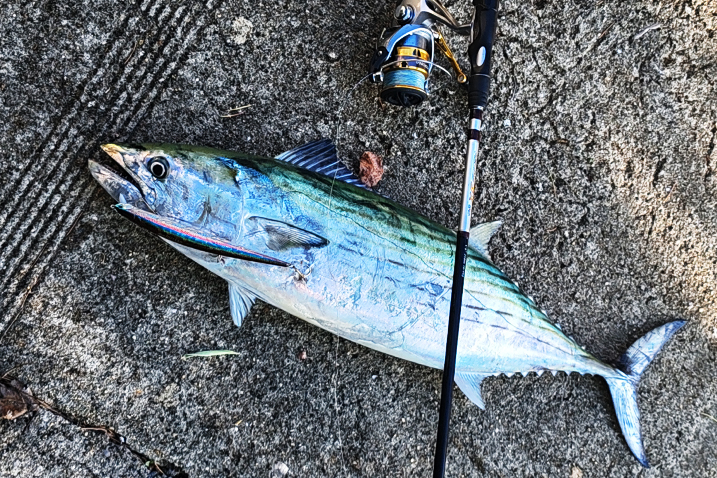 Lampuga se smatra jednom od najbržih migratorskih pučinskih riba. Evo ...