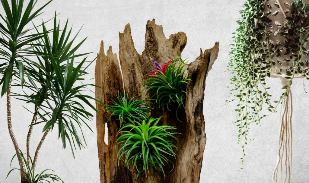 Sljez nije samo ukrasna, već i iznimno ljekovita biljka naših vrtova ...