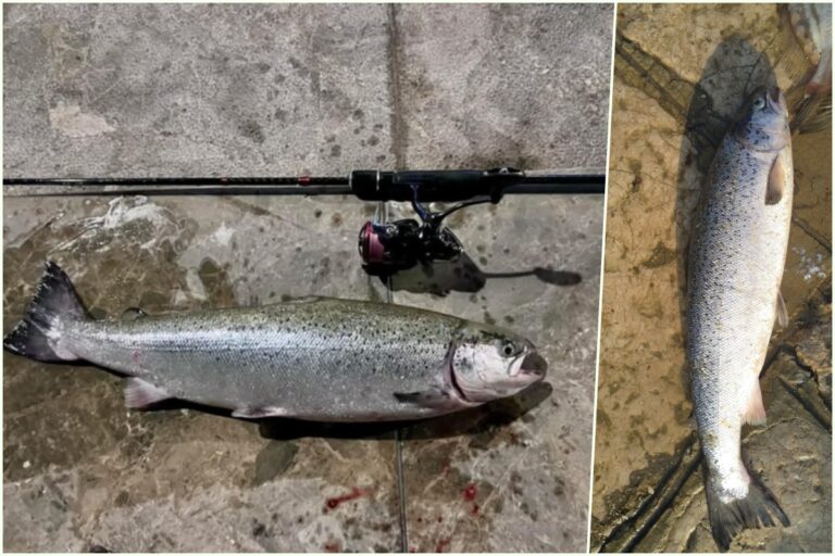 Lampuga se smatra jednom od najbržih migratorskih pučinskih riba. Evo ...