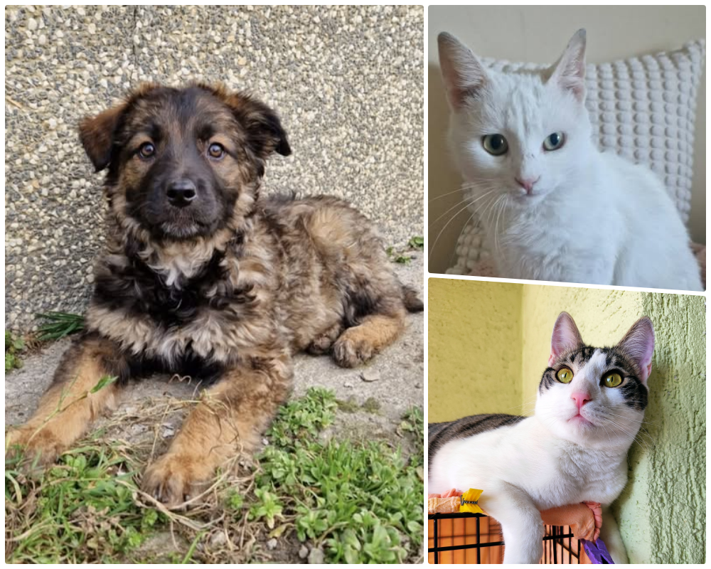 Ovi psi i mace traže dom: Upoznajte Bellu, Arona, Obija, Kiju i Popaja ...