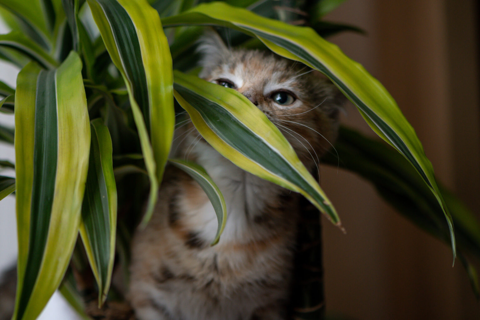 Sljez nije samo ukrasna, već i iznimno ljekovita biljka naših vrtova ...