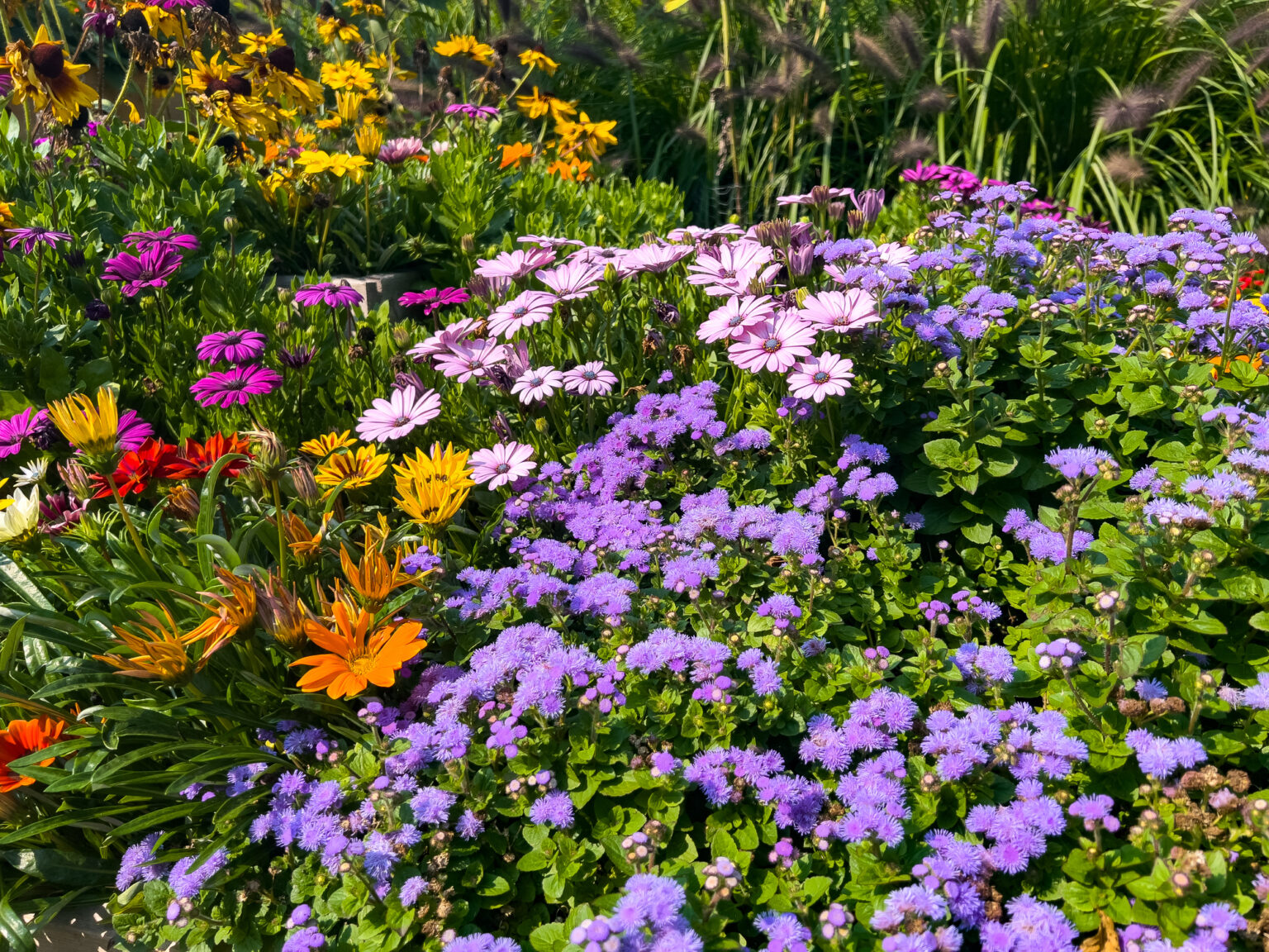Sljez nije samo ukrasna, već i iznimno ljekovita biljka naših vrtova ...