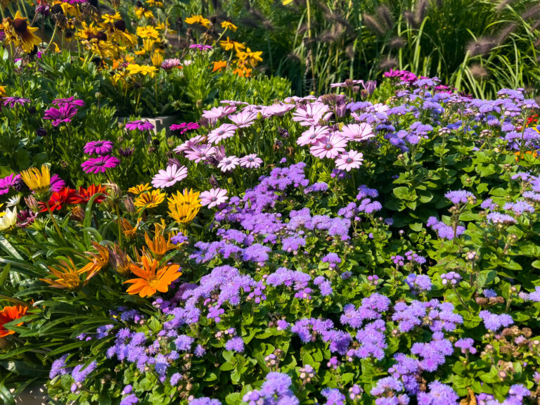 Sljez nije samo ukrasna, već i iznimno ljekovita biljka naših vrtova ...