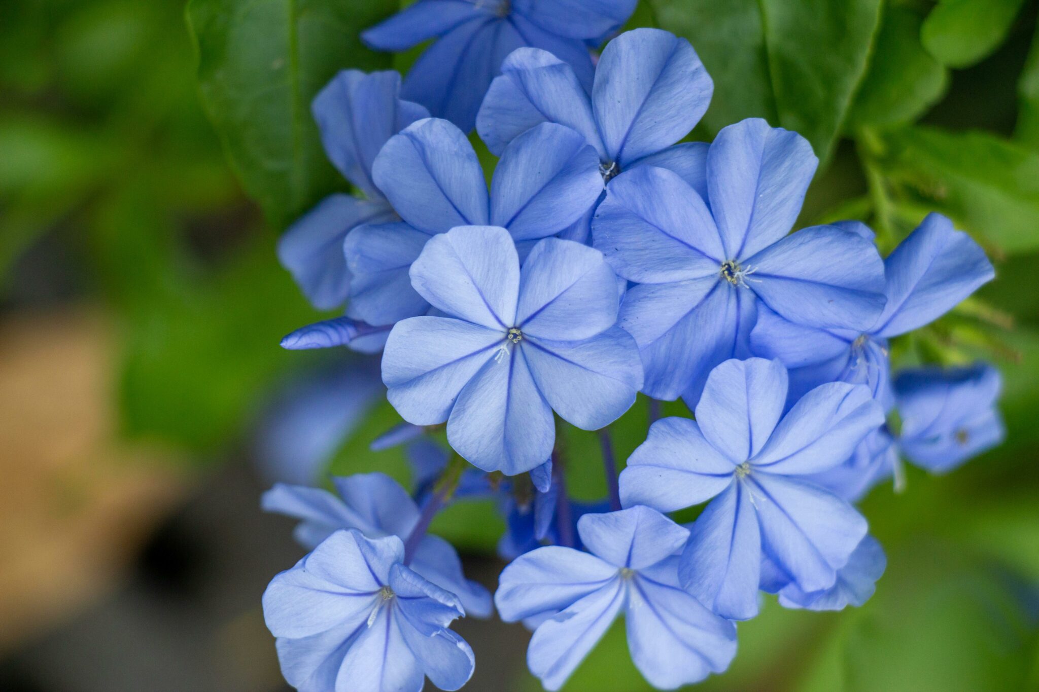 Plumbago: plavi dragulj mediteranskog balkona nježnih, ali otpornih ...