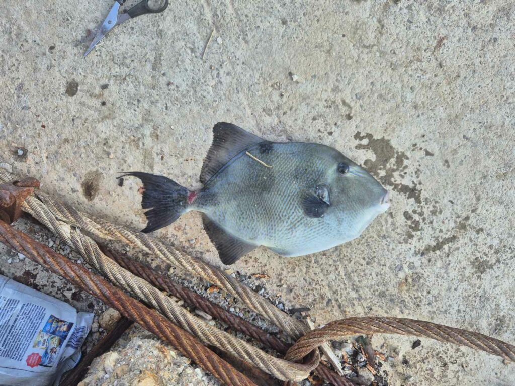 Ljetno ribolovno iznenađenje. Zabacila udicu u more pa izvukla ...