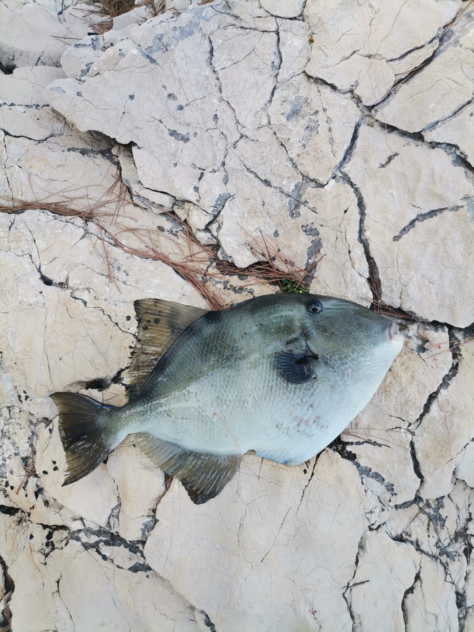 Neočekivan obrat. Na Ugljanu lovio podlanicu, a ulovio kostoroga - Novi ...