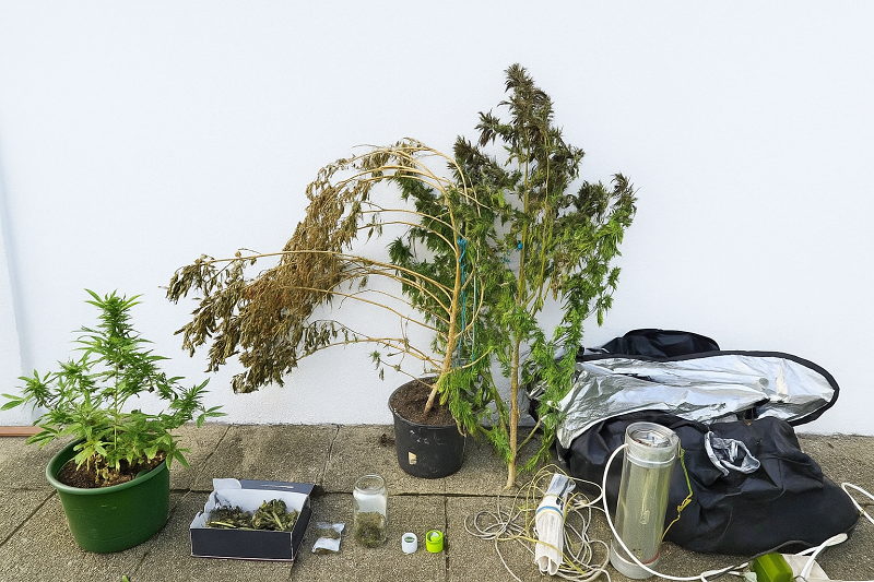 Pronađena indijska konoplja i oprema za uzgoj biljaka - Novi list