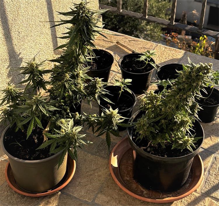 Na Liburniji uzgajao indijsku konoplju u improviziranom laboratoriju ...