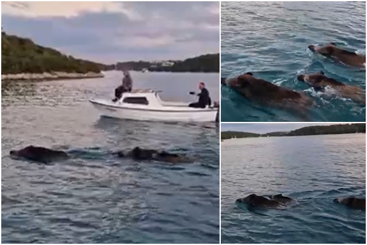 VIDEO Veliko krdo divljih svinja pliva ispred Malog Lošinja: "Bože moj ...