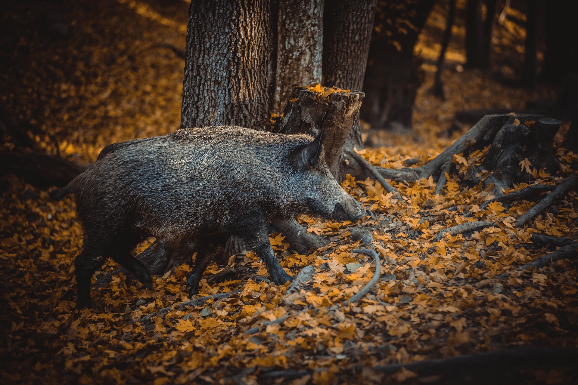 DP-ov ministar poljoprivrede najavio totalni odstrel divljih svinja u ...