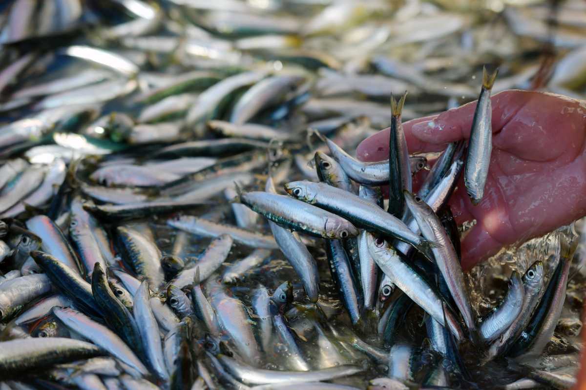 Mala plava riba nestaje iz ribarskih mreža! Nezapamćeno slab ulov ovog listopada na Jadranu ...