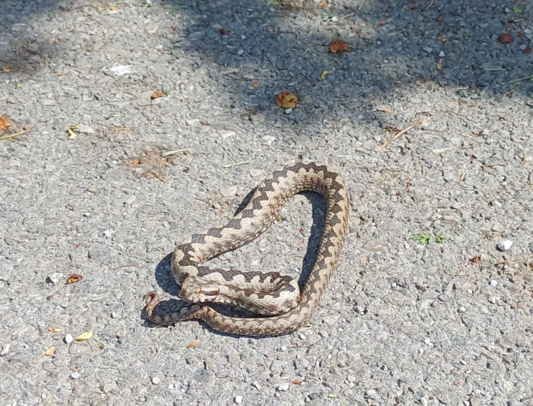 Vikendaš iz Rijeke: 'Sin je u jednom trenutko povikao - poskok! Zmija ...