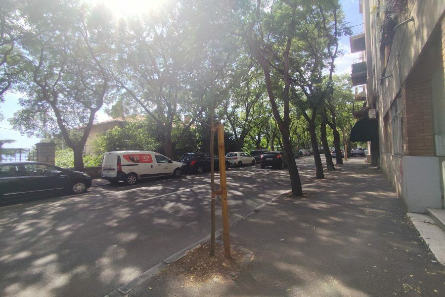 Posađena dva nova koprivića u Ulici Janka Polića Kamova - Novi list