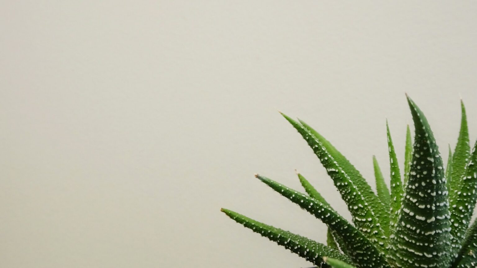 Kako se brinuti za aloe veru: vodič za početnike i sve koji nemaju ...